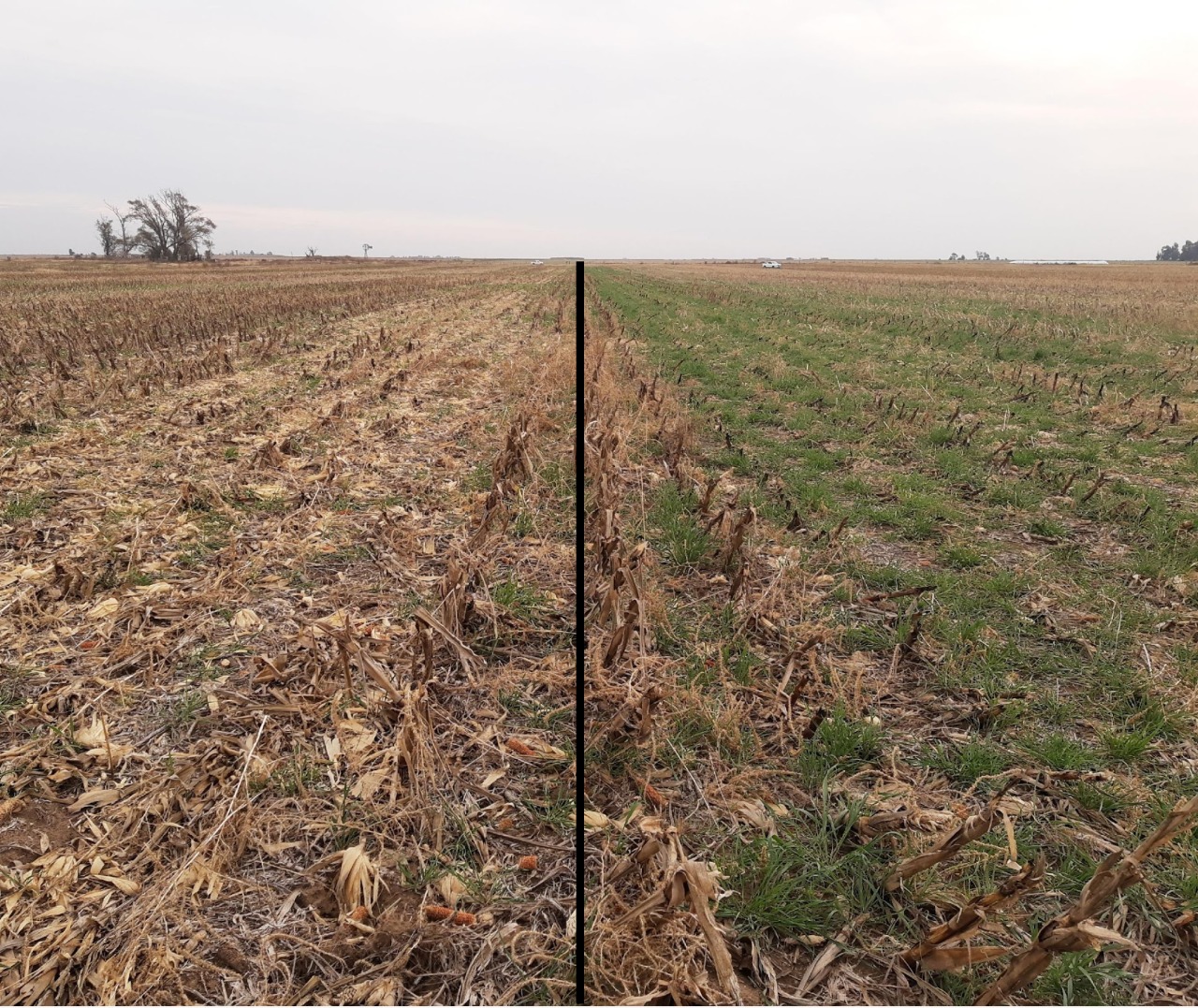 - Aapresid - Asociación Argentina de Productores en Siembra Directa ...