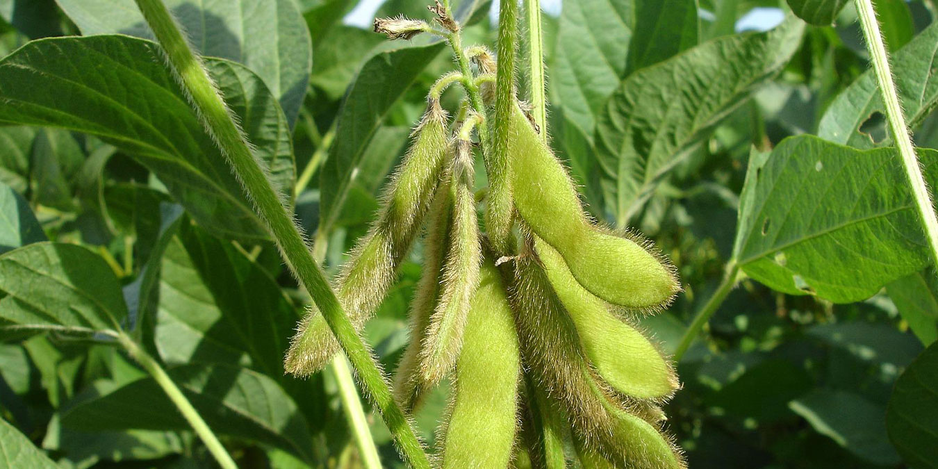 - Aapresid - Asociación Argentina de Productores en Siembra Directa ...